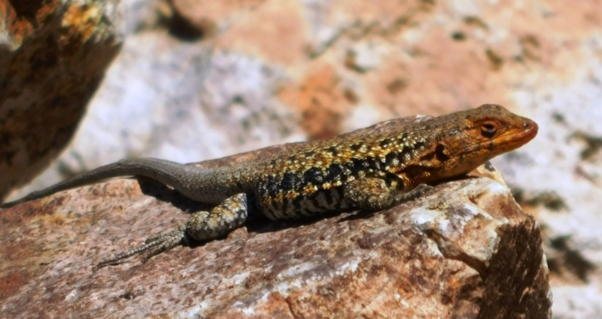 A Picture is Worth 1,000 Words